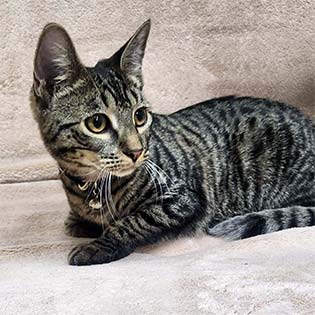 The Kitty Beautiful: A Cat Cafe (Downtown Orlando)