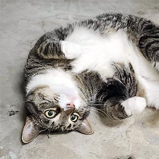 The Kitty Beautiful: A Cat Cafe (Downtown Orlando)