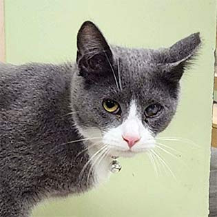 The Kitty Beautiful: A Cat Cafe (Downtown Orlando)